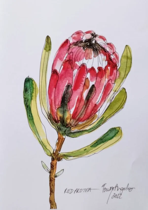 A4 Red Protea — Digital Art Print by Terry Angelos - Terry Angelos Studio